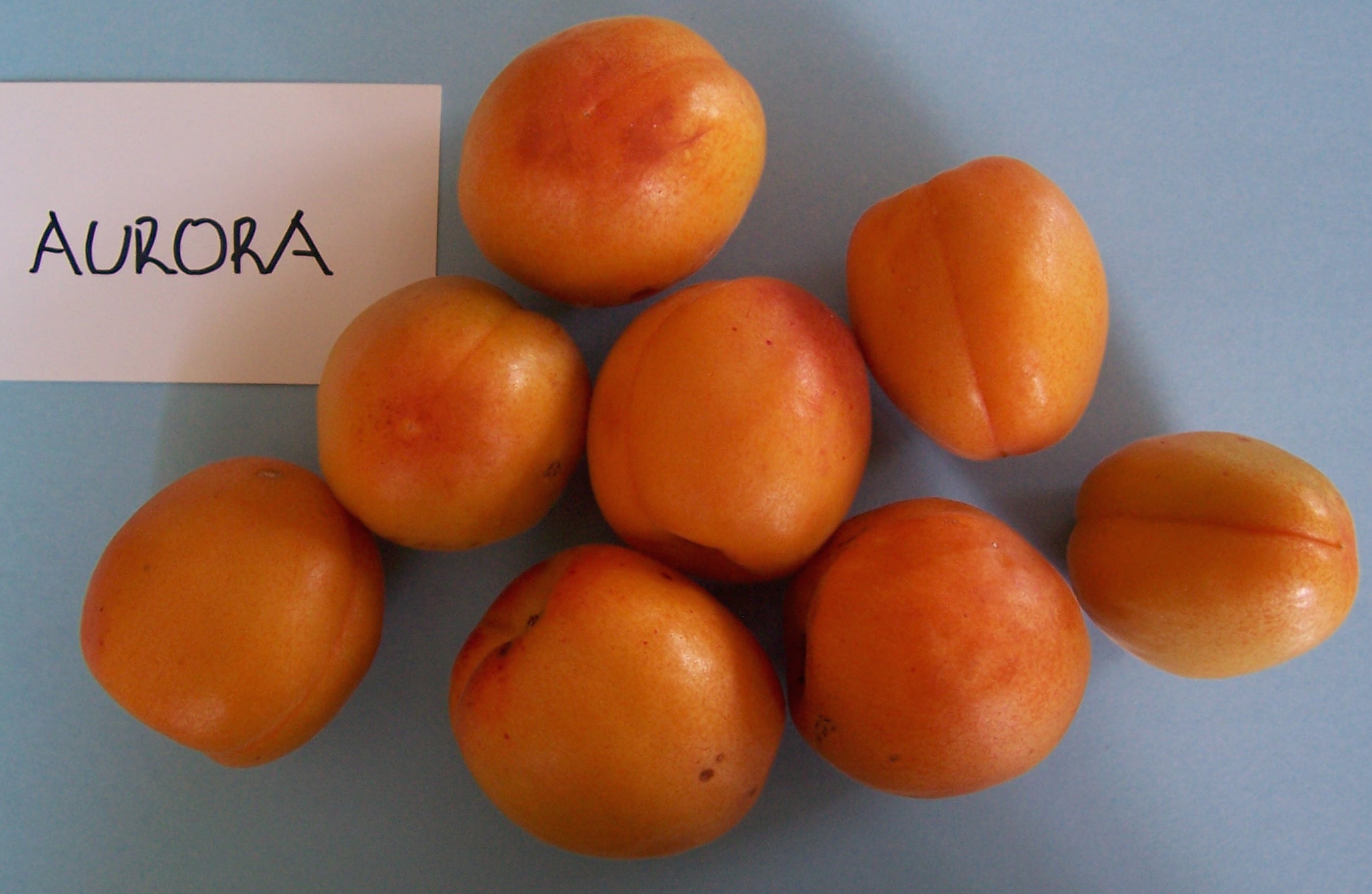 Marelica | Drevesnica Bilje